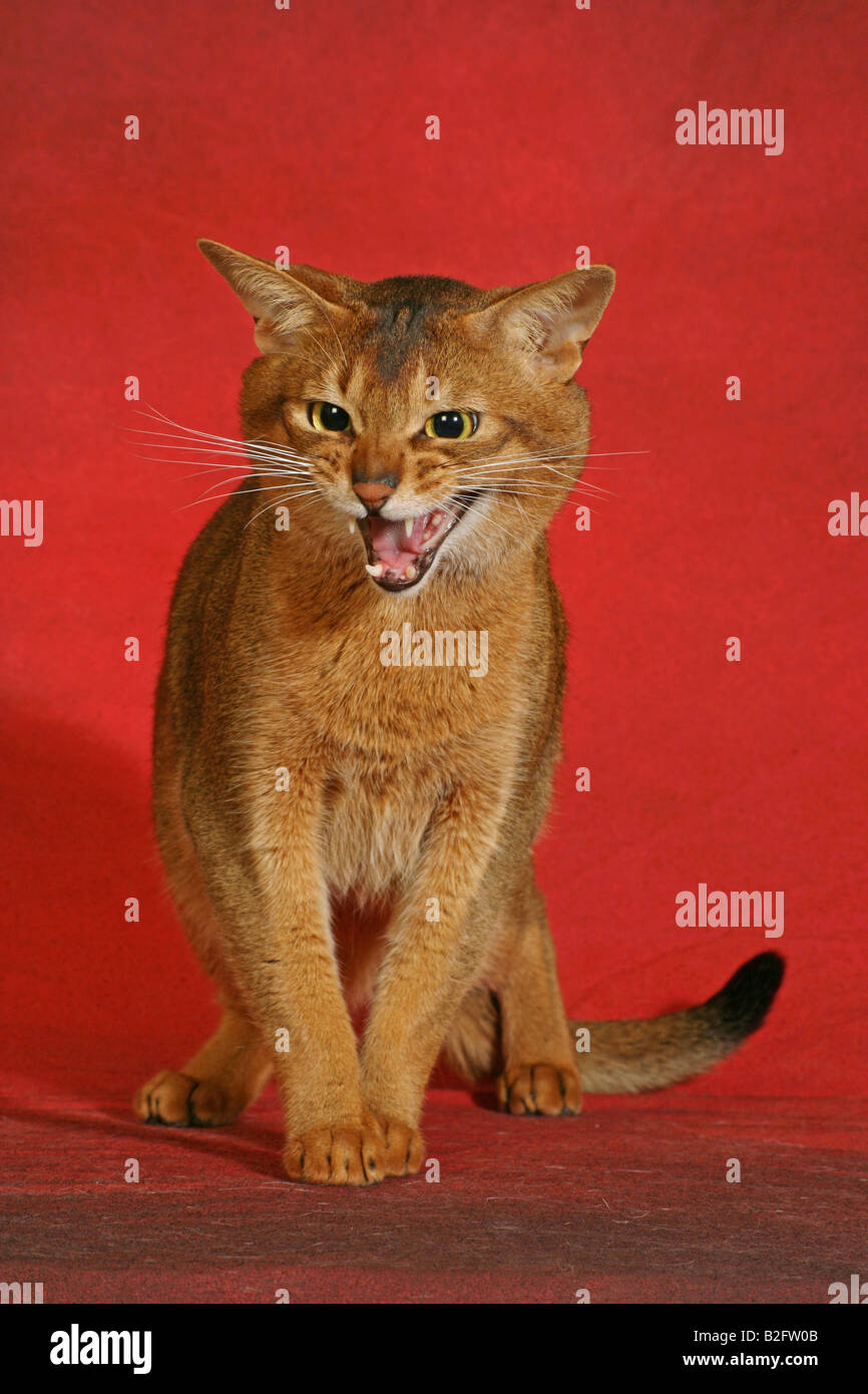 Abyssinian cat - standing Stock Photo - Alamy