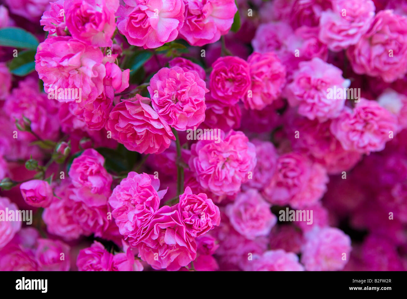 Pretty pink rose bush in flower mid Devon England Stock Photo - Alamy