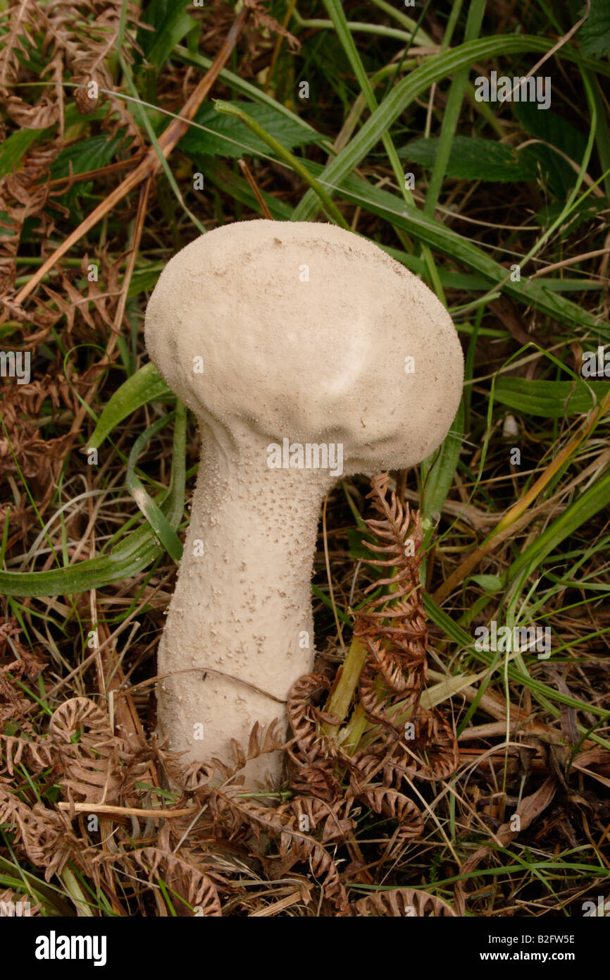 Pestle Puffball High Resolution Stock Photography and Images - Alamy