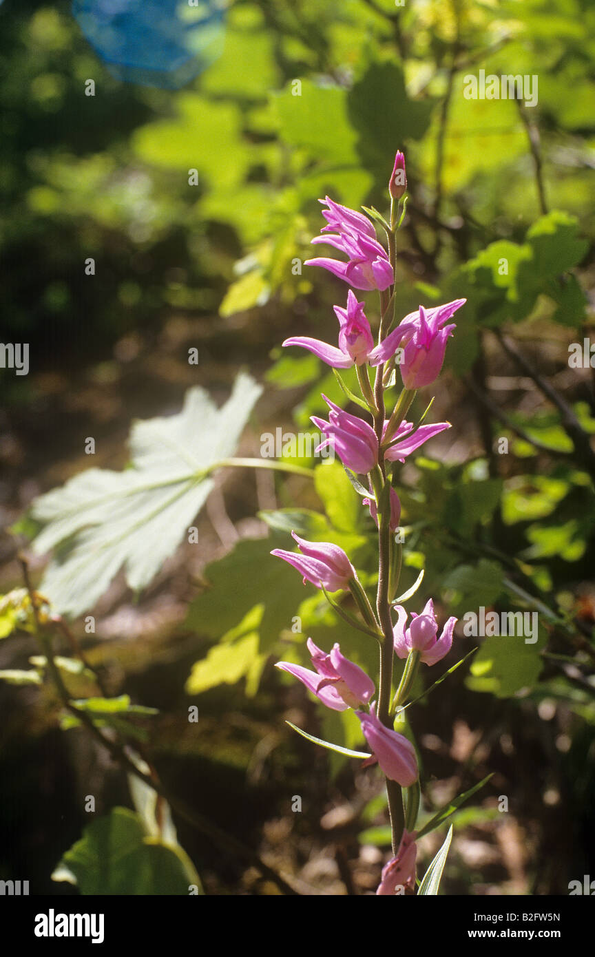 Red Helleborine / Cephalanthera rubra Stock Photo - Alamy