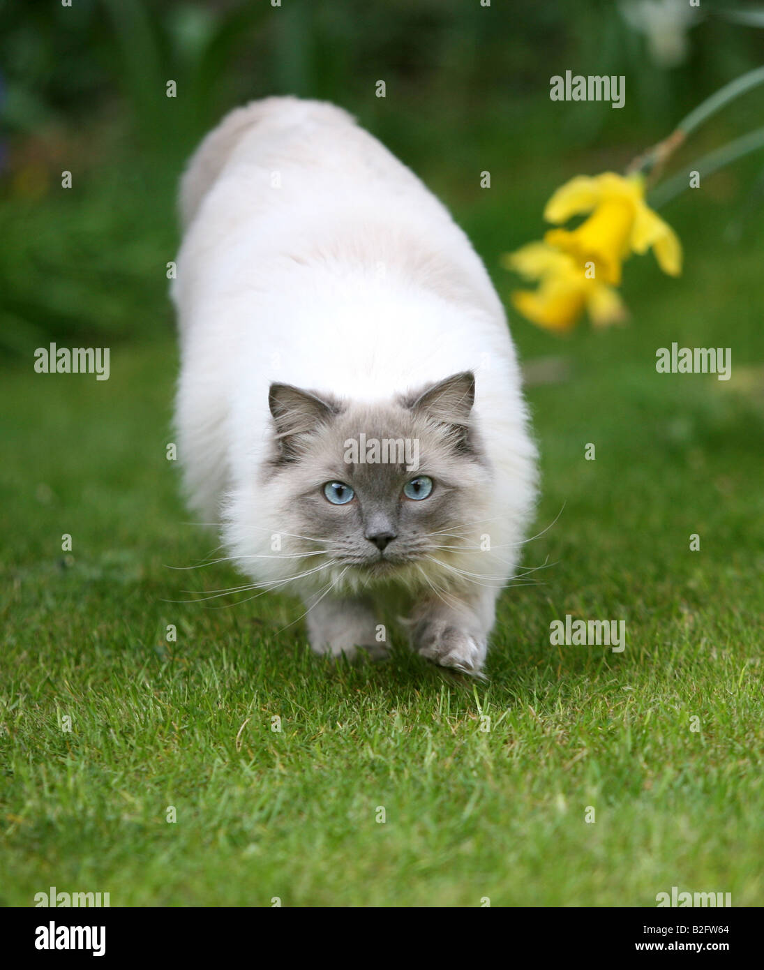 Ragdoll cat hi-res stock photography and images - Alamy
