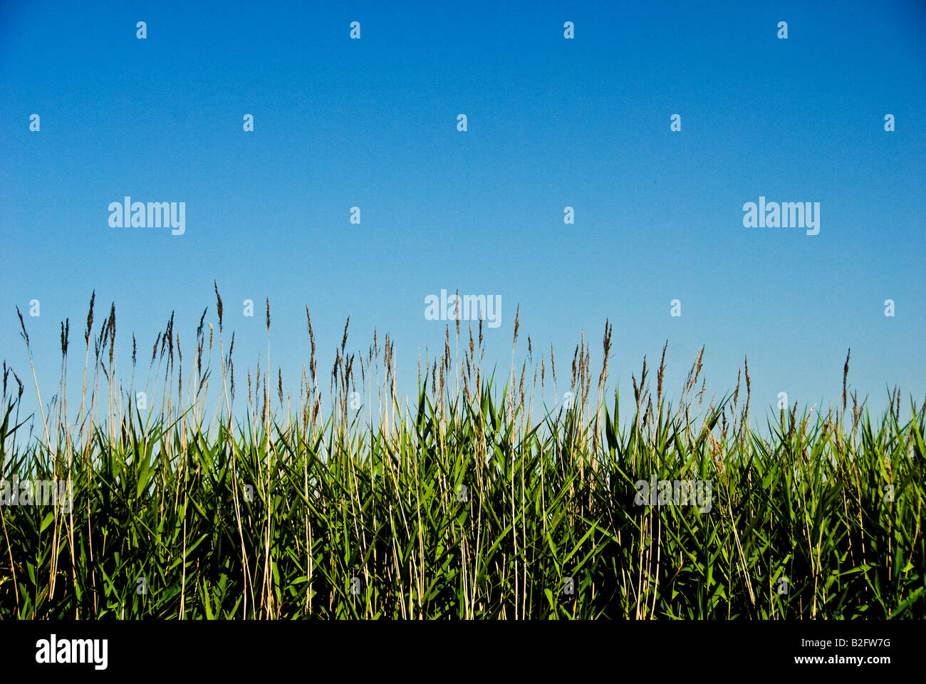 Reed bed hi-res stock photography and images - Alamy