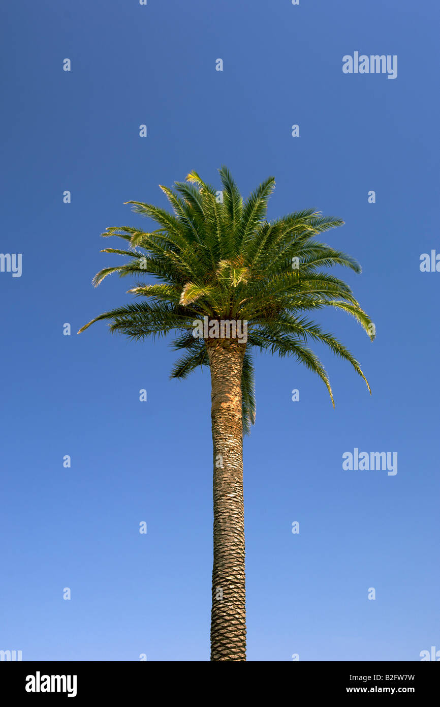 Low angle palm tree hi-res stock photography and images - Alamy