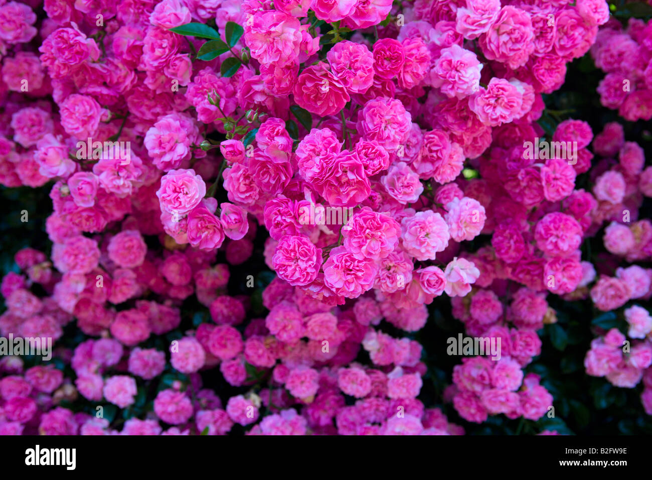 Pretty rose bush growing in a garden wall in mid Devon England Stock ...