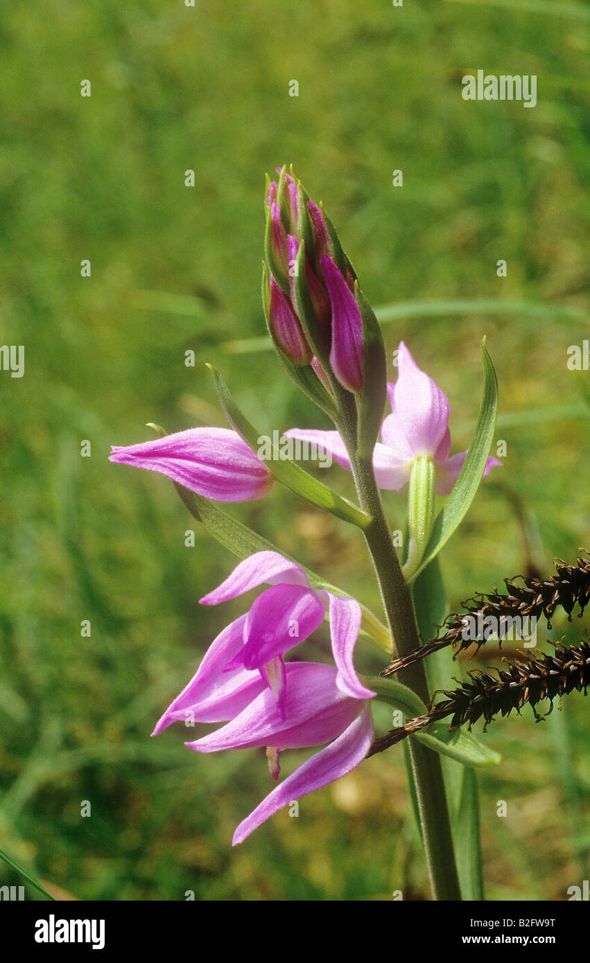 Red Helleborine / Cephalanthera rubra Stock Photo - Alamy