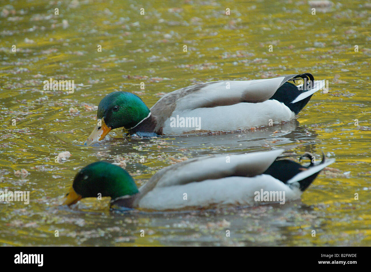two mallards - swimming / Anas platyrhynchos Stock Photo - Alamy