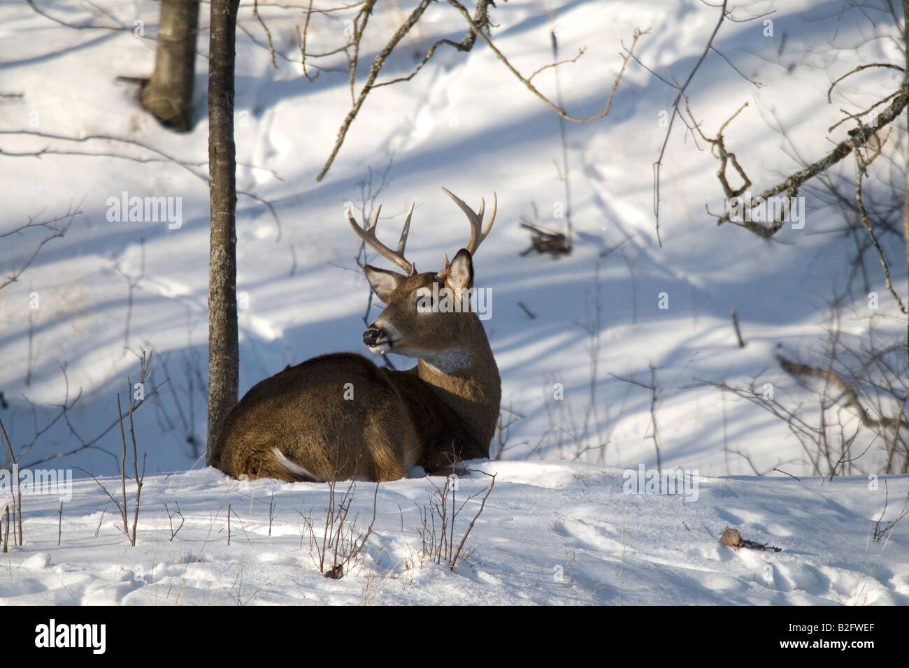 Bedded fawn hi-res stock photography and images - Alamy