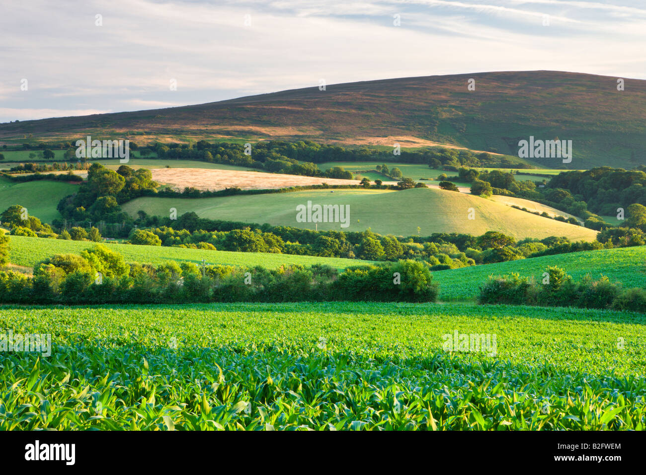Somerset fields hi-res stock photography and images - Alamy