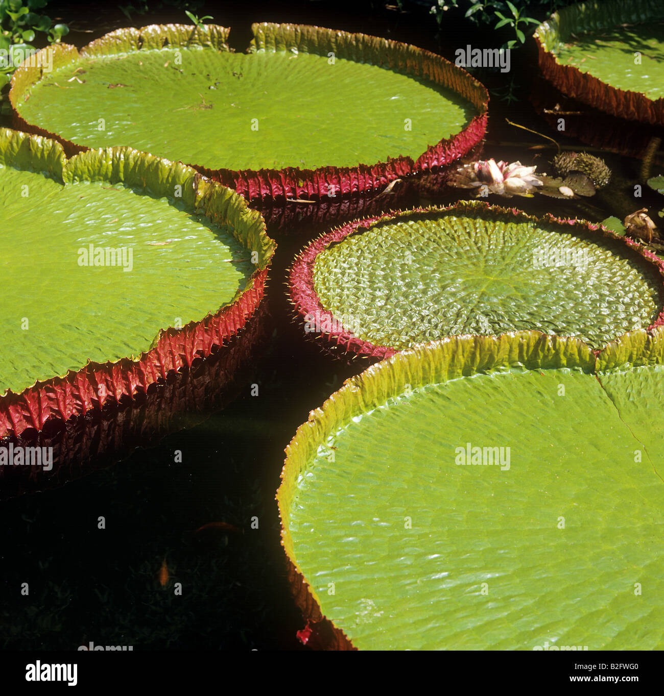Victoria amazonica in a pond Stock Photo - Alamy