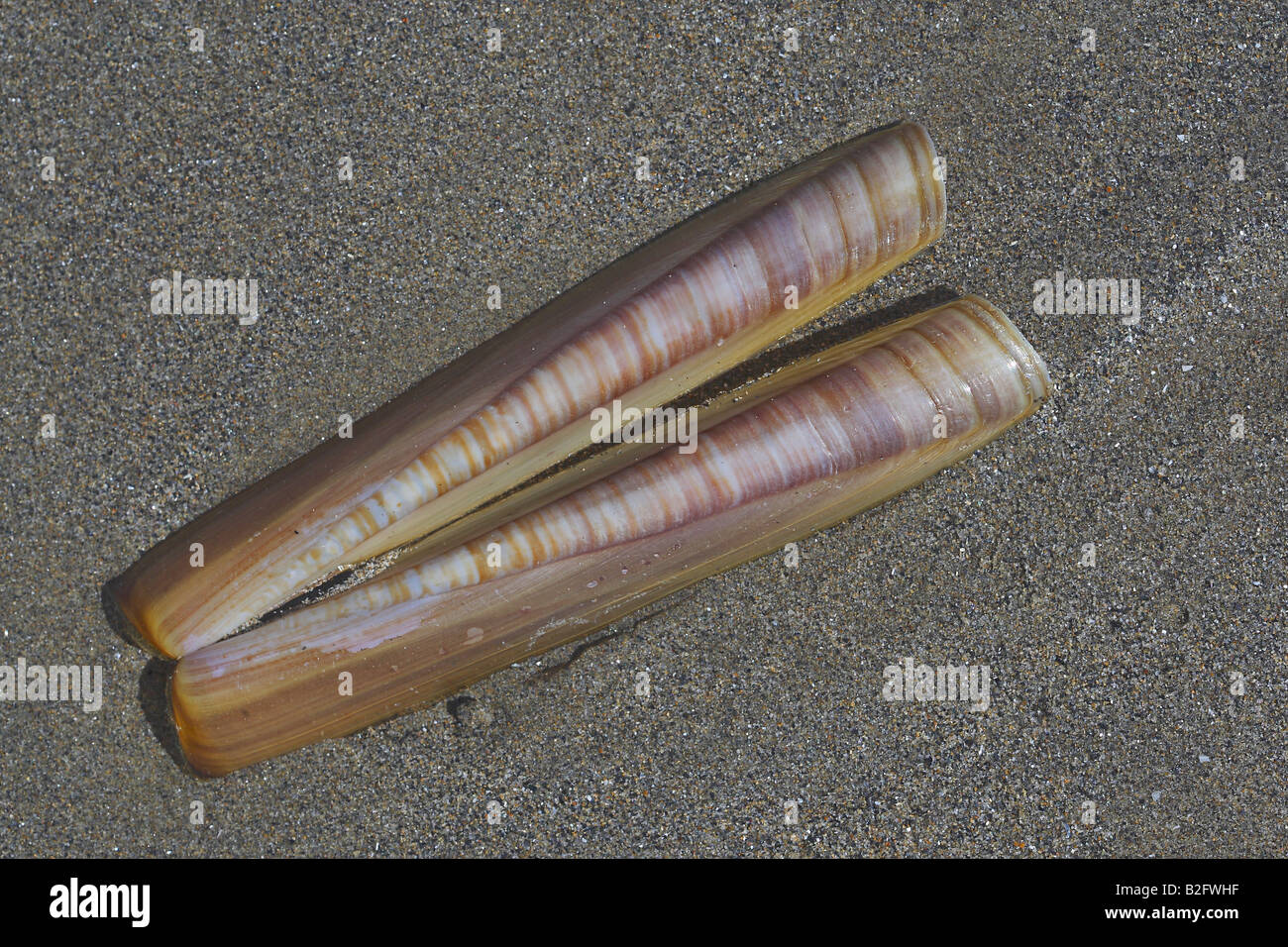 The razor shell hi-res stock photography and images - Alamy