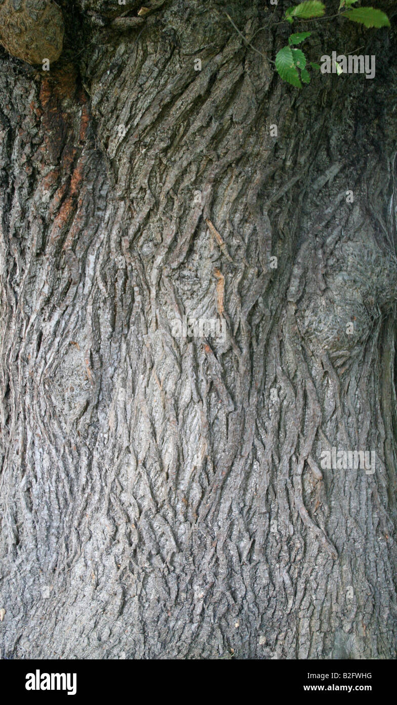 Sweet Chestnut tree trunk Stock Photo - Alamy