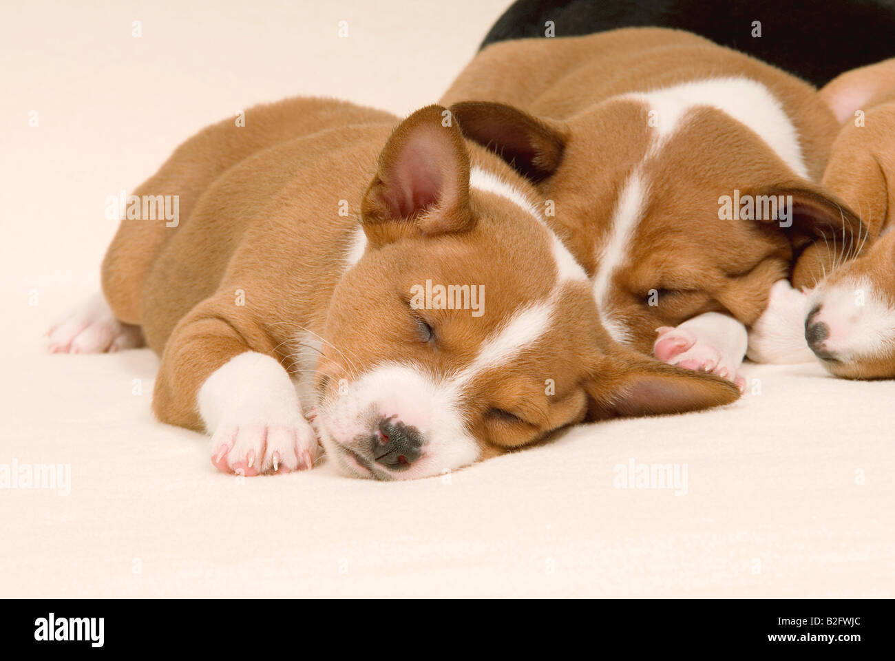 Basenji puppies hi-res stock photography and images - Alamy