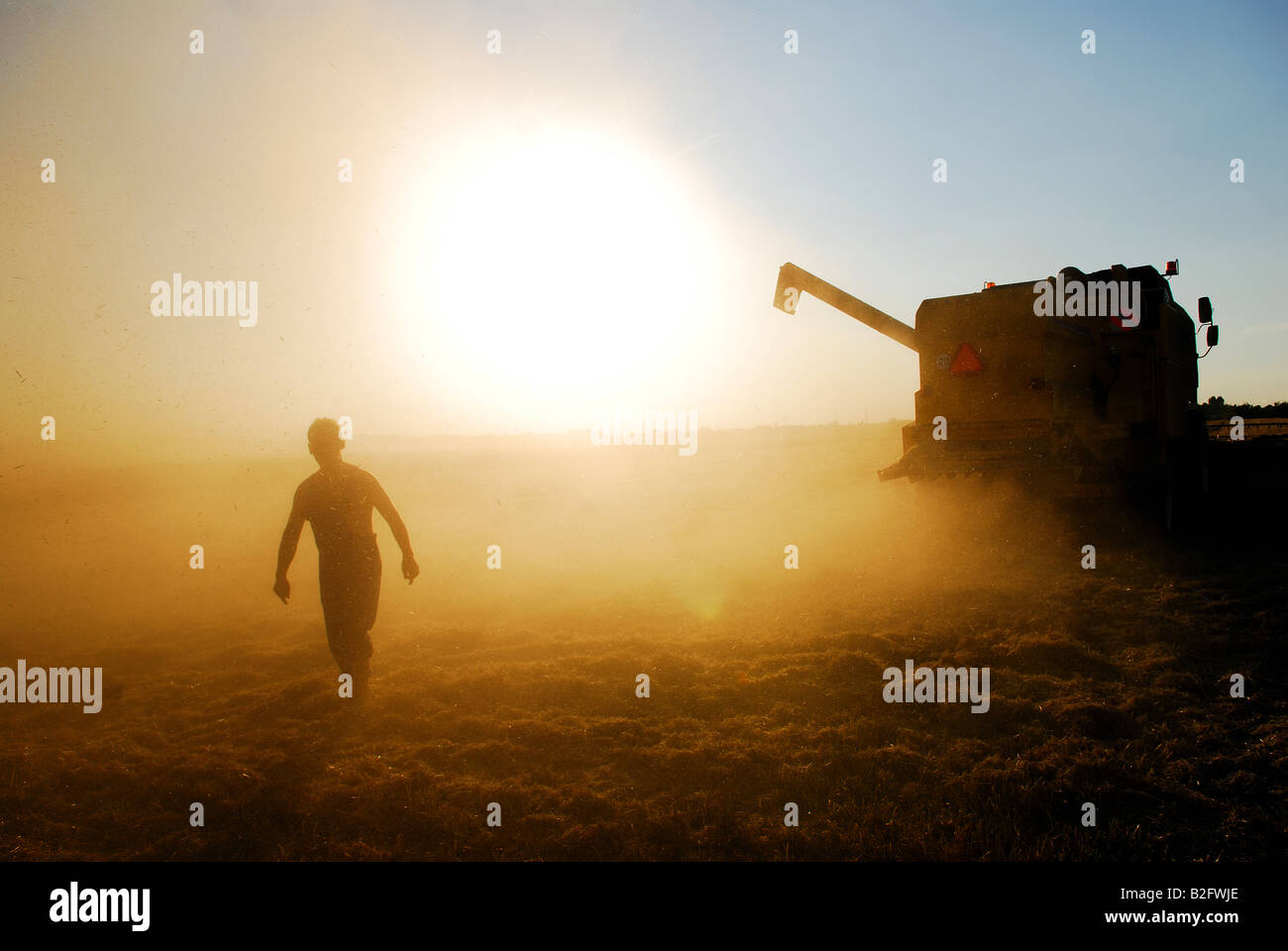 A combine harvester cutting a field of corn, agriculture Stock Photo ...