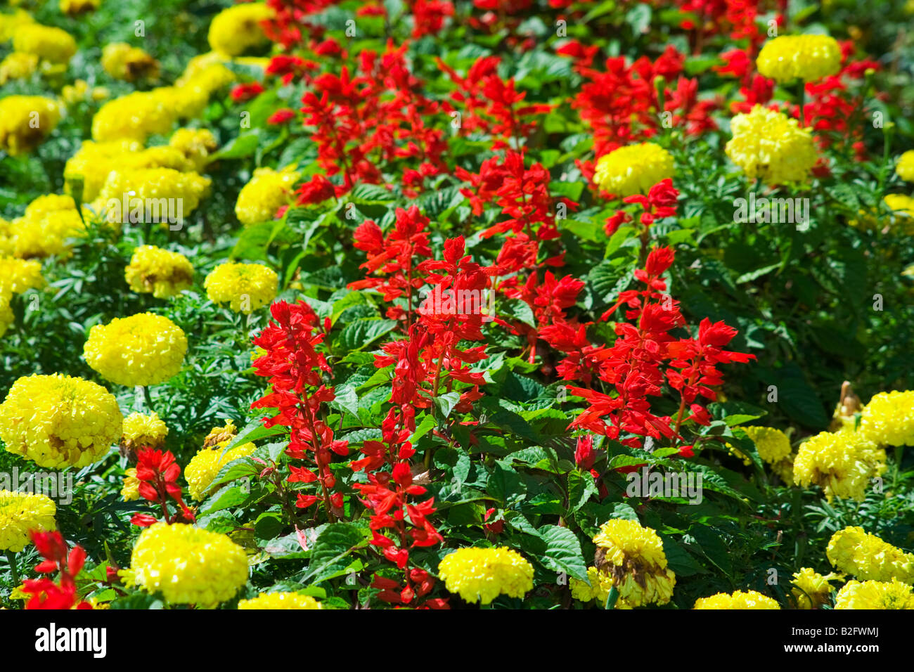 Vibrant colors of flowers yellow and red Stock Photo - Alamy