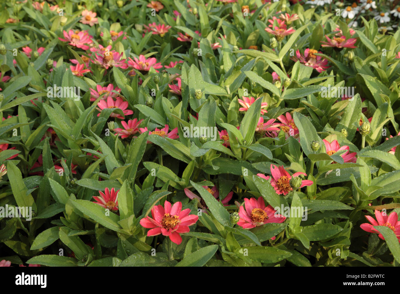 Profusion of colors hi-res stock photography and images - Alamy