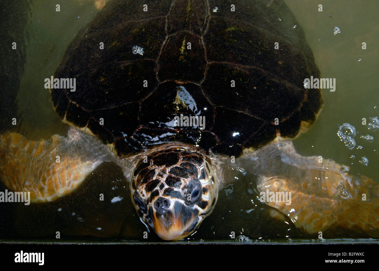 An adult Hawksbill turtle at a turtle hatchery on the south coast of ...