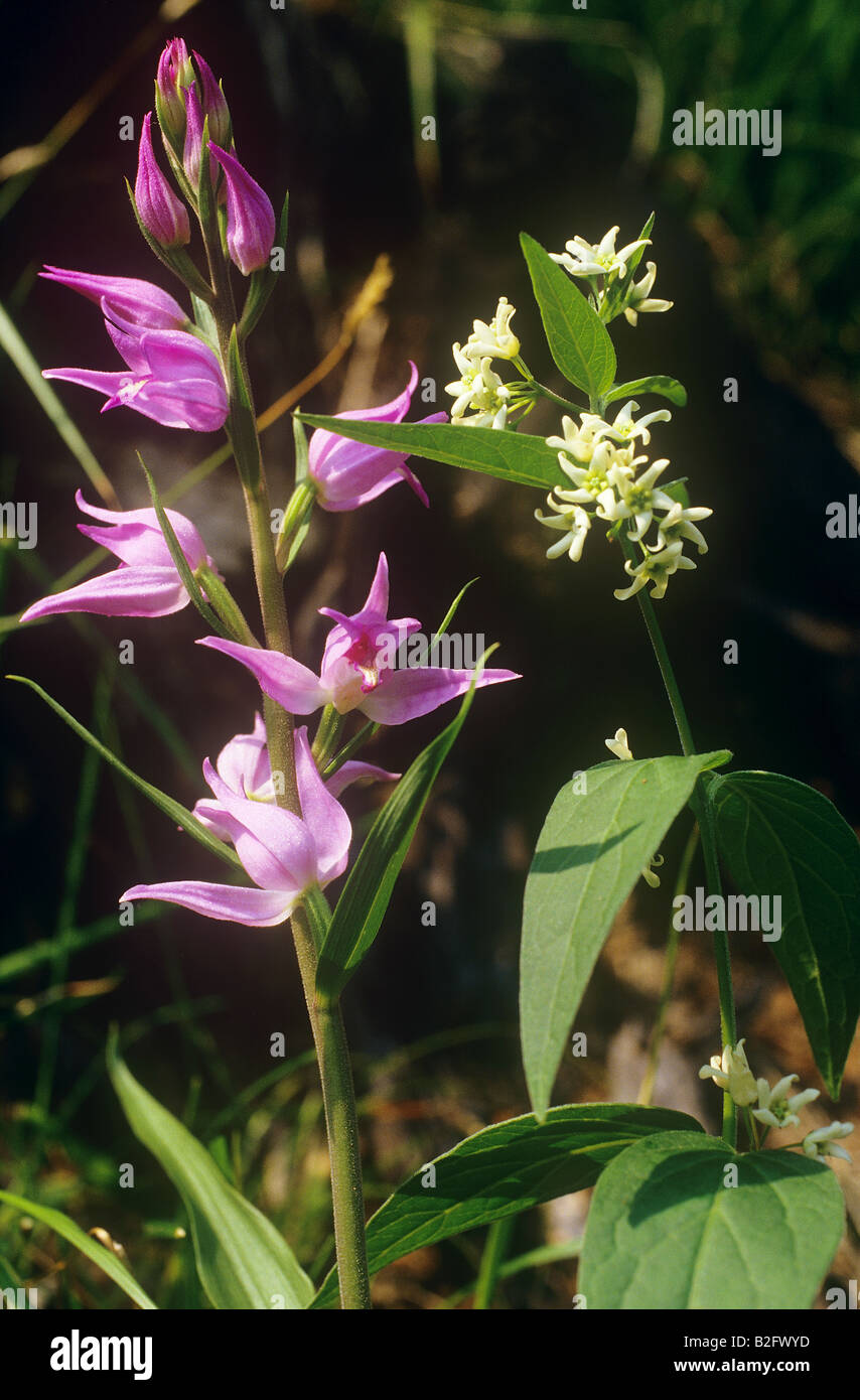 red helleborine / Cephalanthera rubra Stock Photo - Alamy
