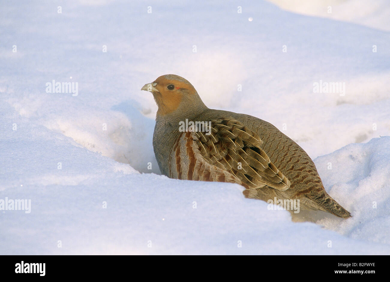Grey Partridge - standing in snow / Perdix perdix Stock Photo - Alamy