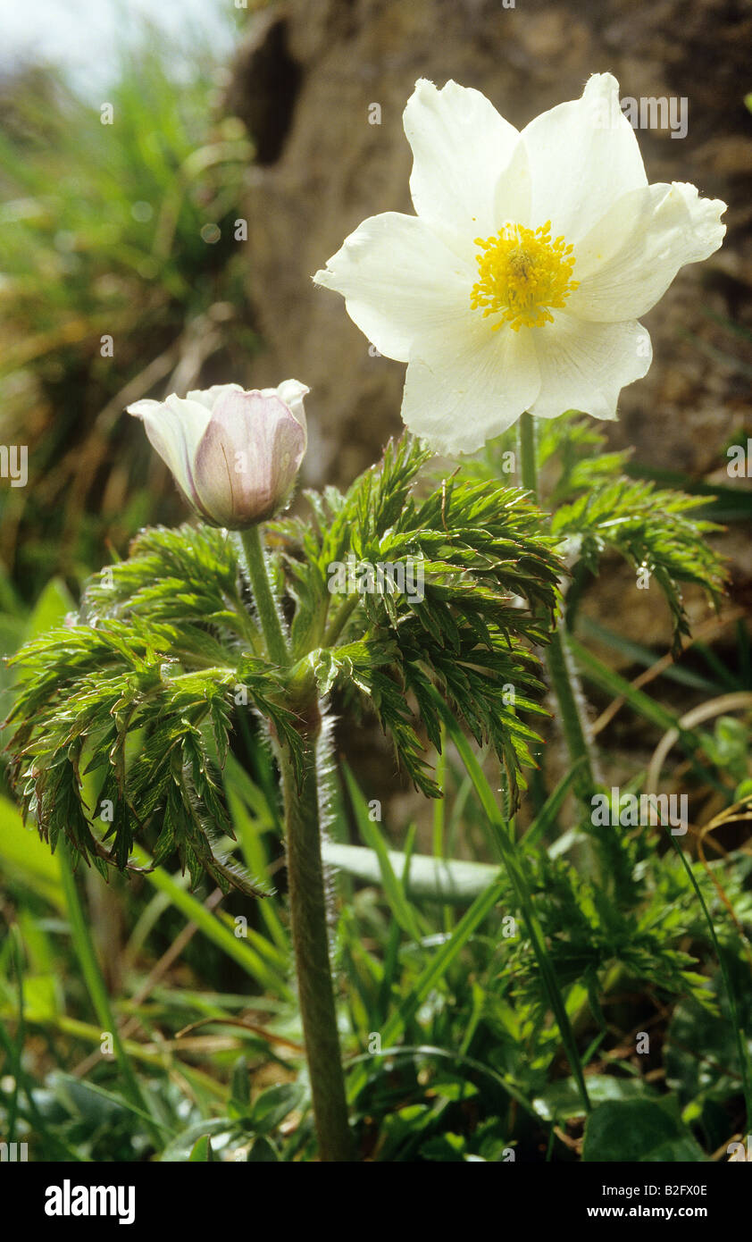 white dryas / Dryas octopetala Stock Photo - Alamy