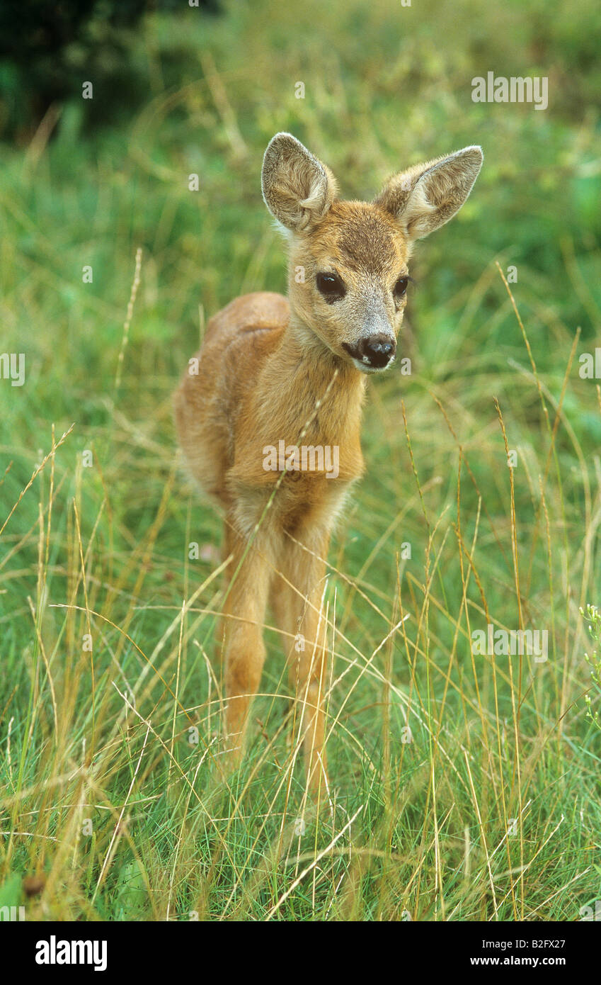 European Roe Deer (Capreolus capreoöus), fawn standing in grass Stock ...