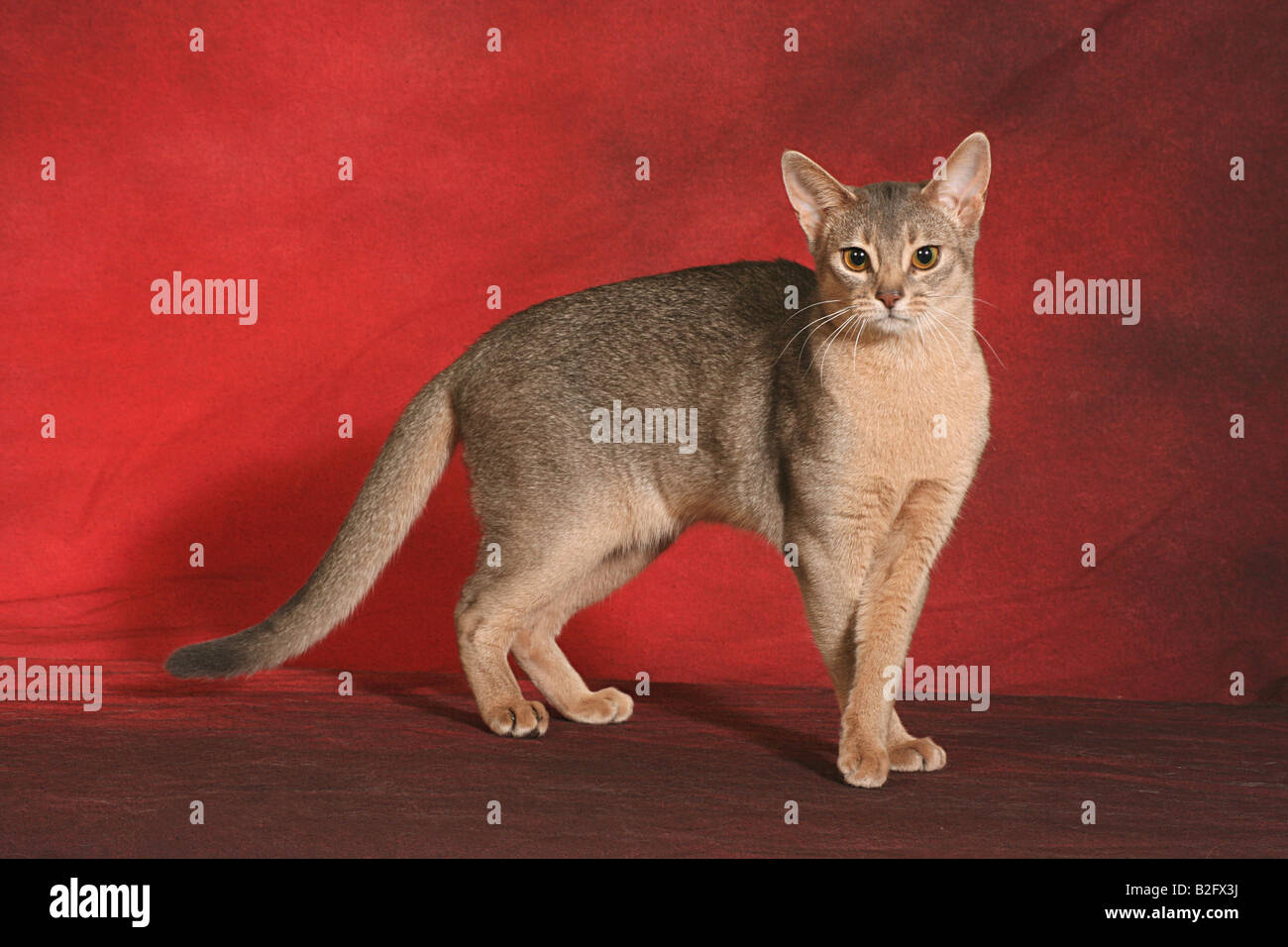Abyssinian cat standing hi-res stock photography and images - Alamy