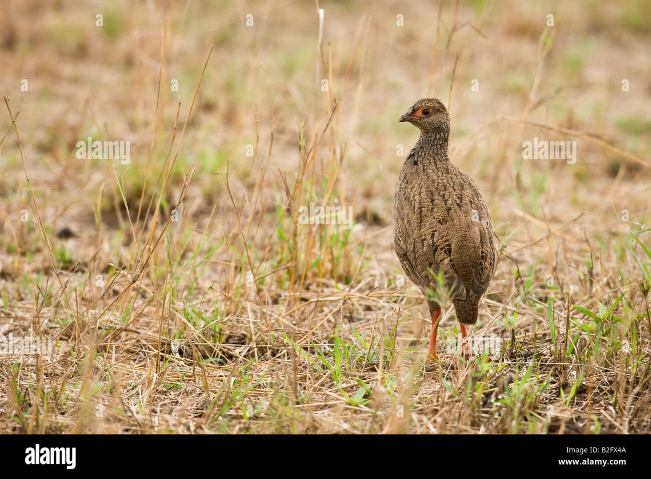 Red necked Spurfowl (Francolinus afer Stock Photo - Alamy