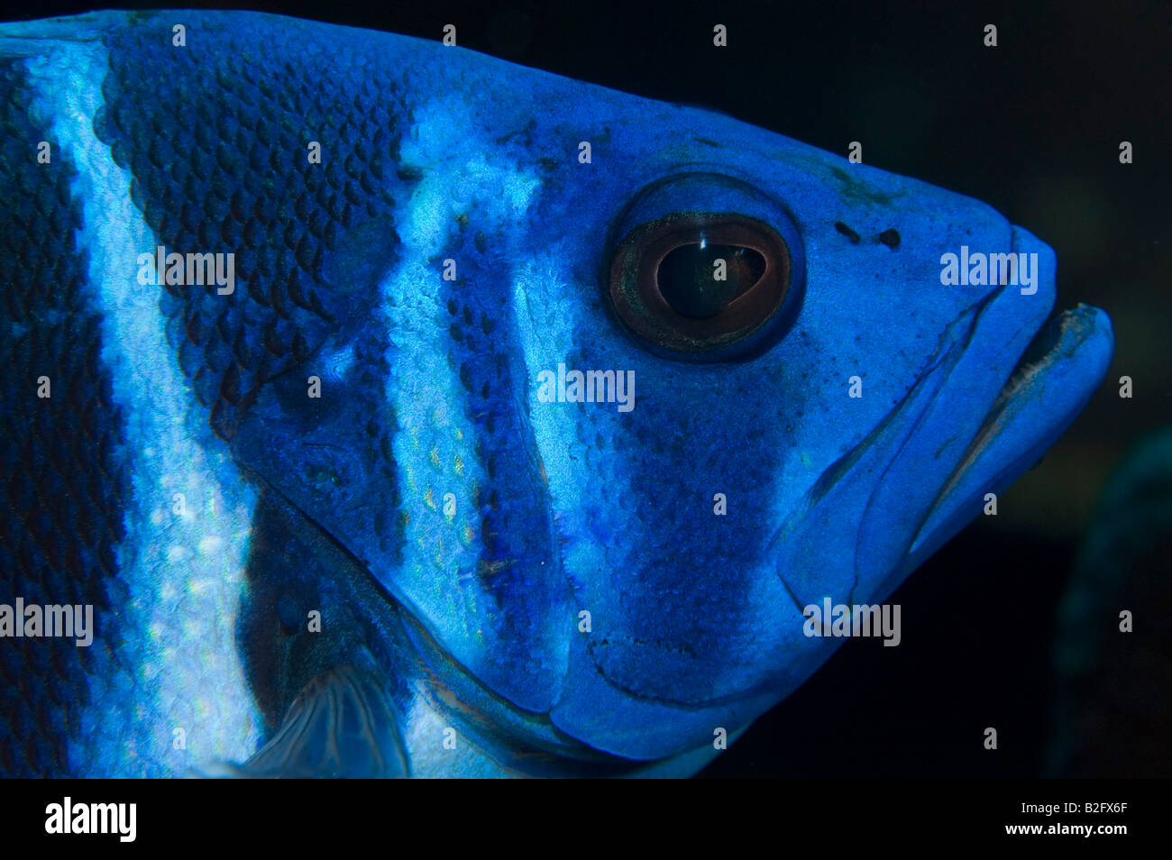 Indigo Hamlet on a reef in Roatan Honduras Stock Photo - Alamy