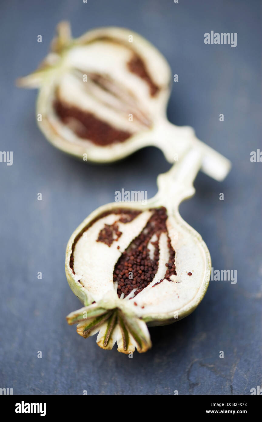 Flower cut open hi-res stock photography and images - Alamy