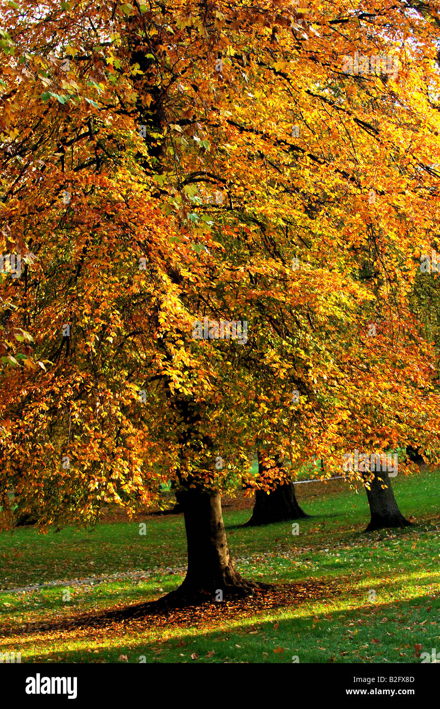 tree in autumn Stock Photo - Alamy