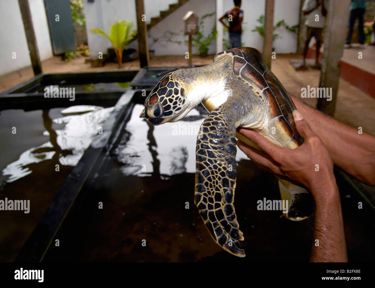 An adult hawksbill turtle hi-res stock photography and images - Alamy