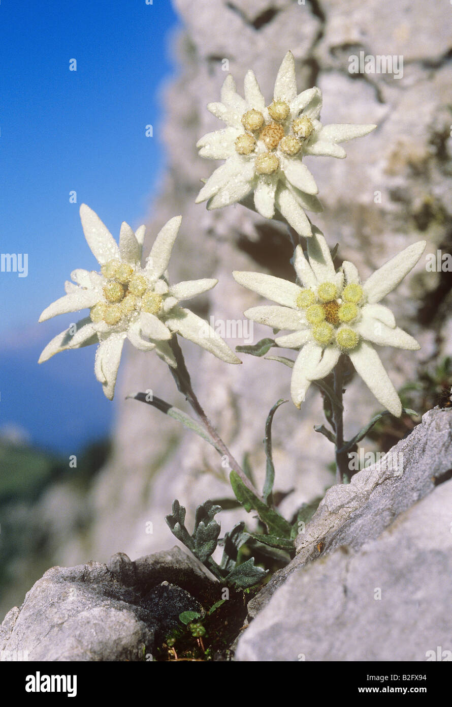 Edelweiss / Leontopodium alpinum Stock Photo - Alamy