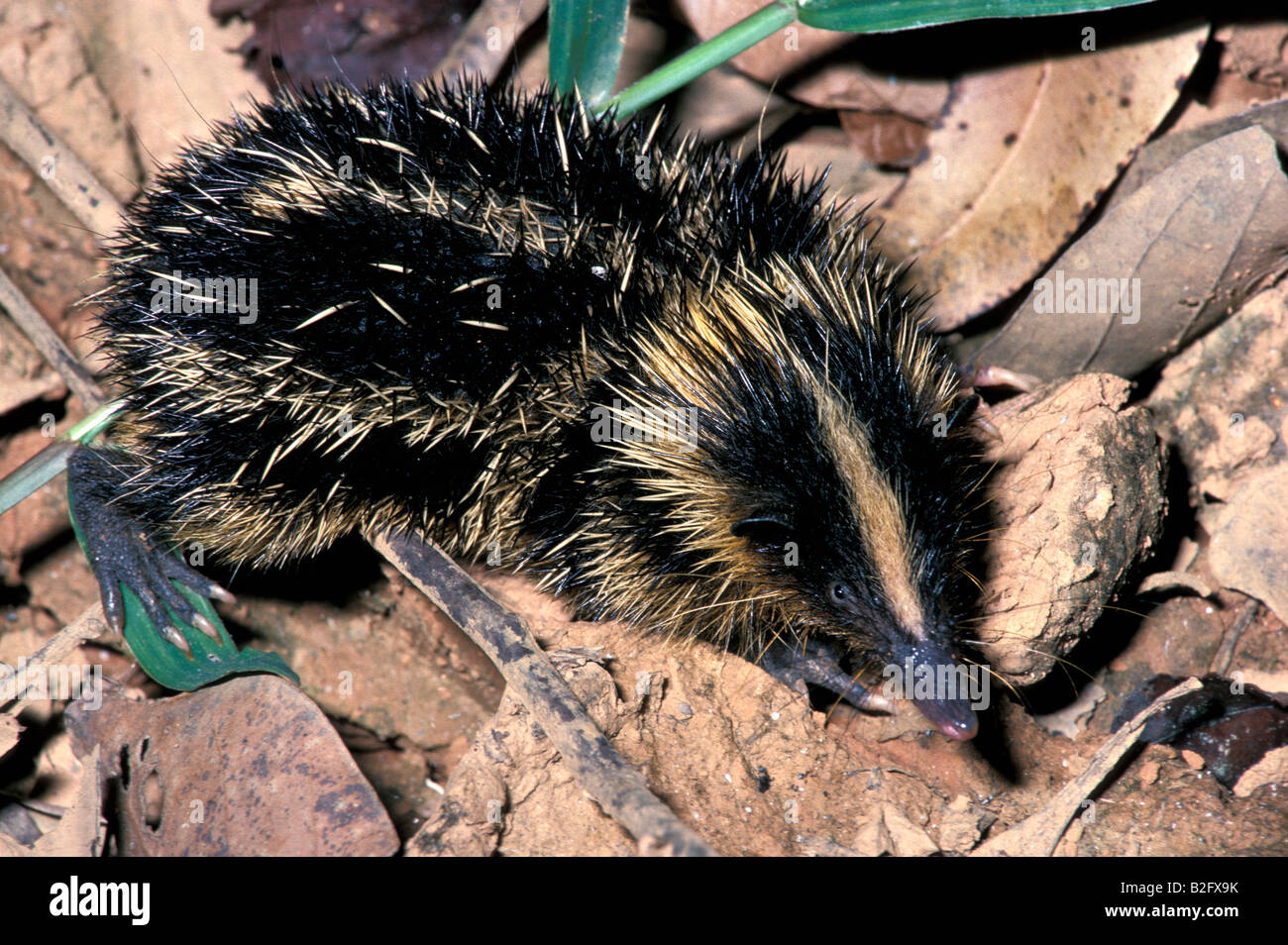 Yellow streaked tenrec Hemicentetes semispinosus Tenrecidae at night in ...
