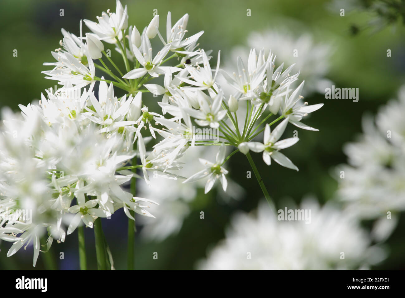 Menstrie hi-res stock photography and images - Alamy