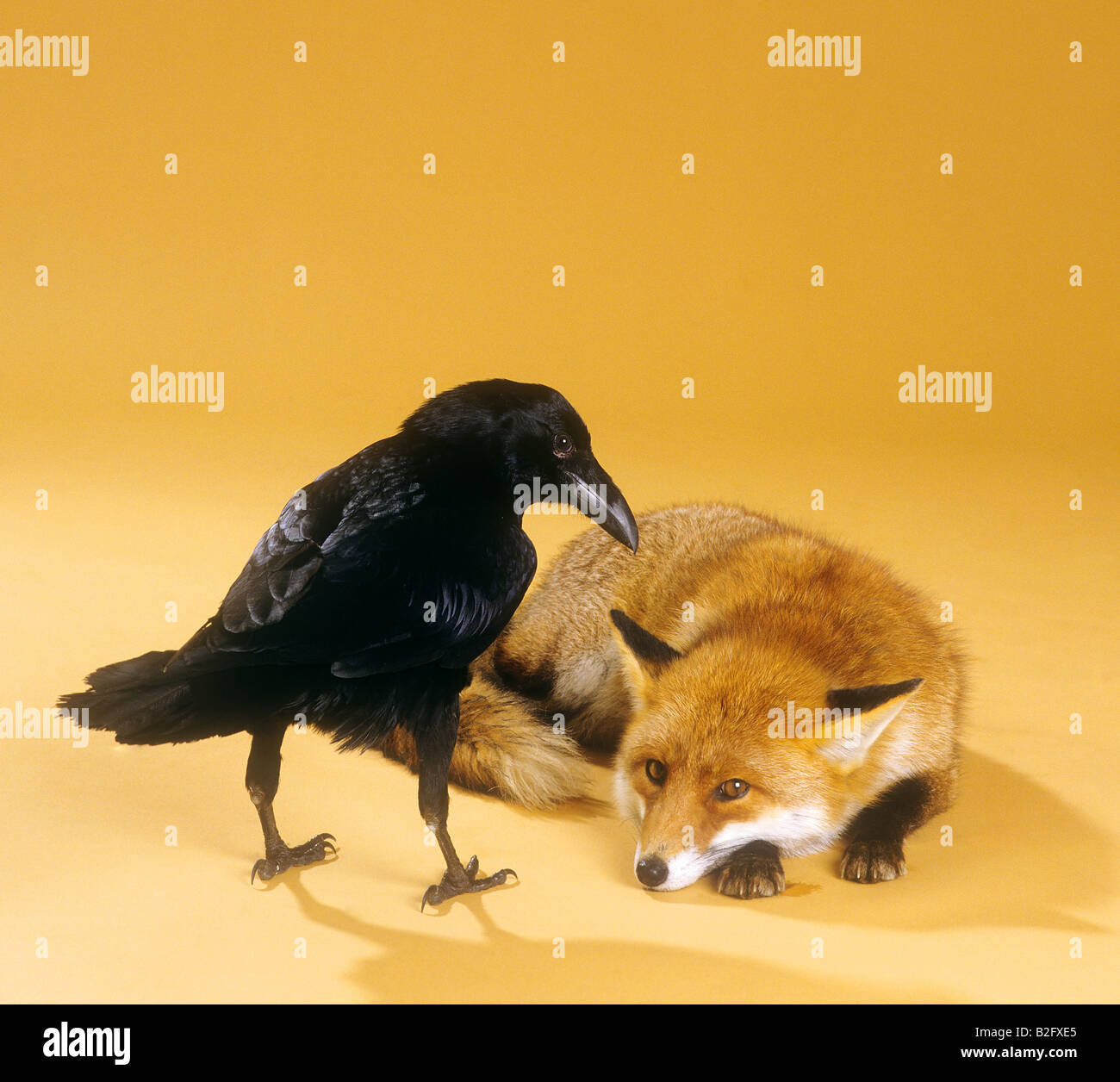 Cunning Fox And Crow