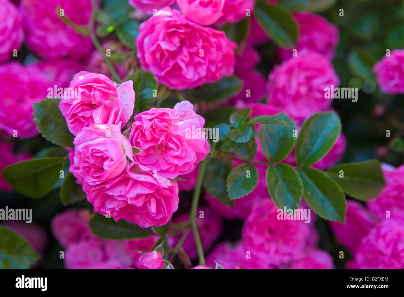 Pretty pink rose bush in flower mid Devon England Stock Photo - Alamy