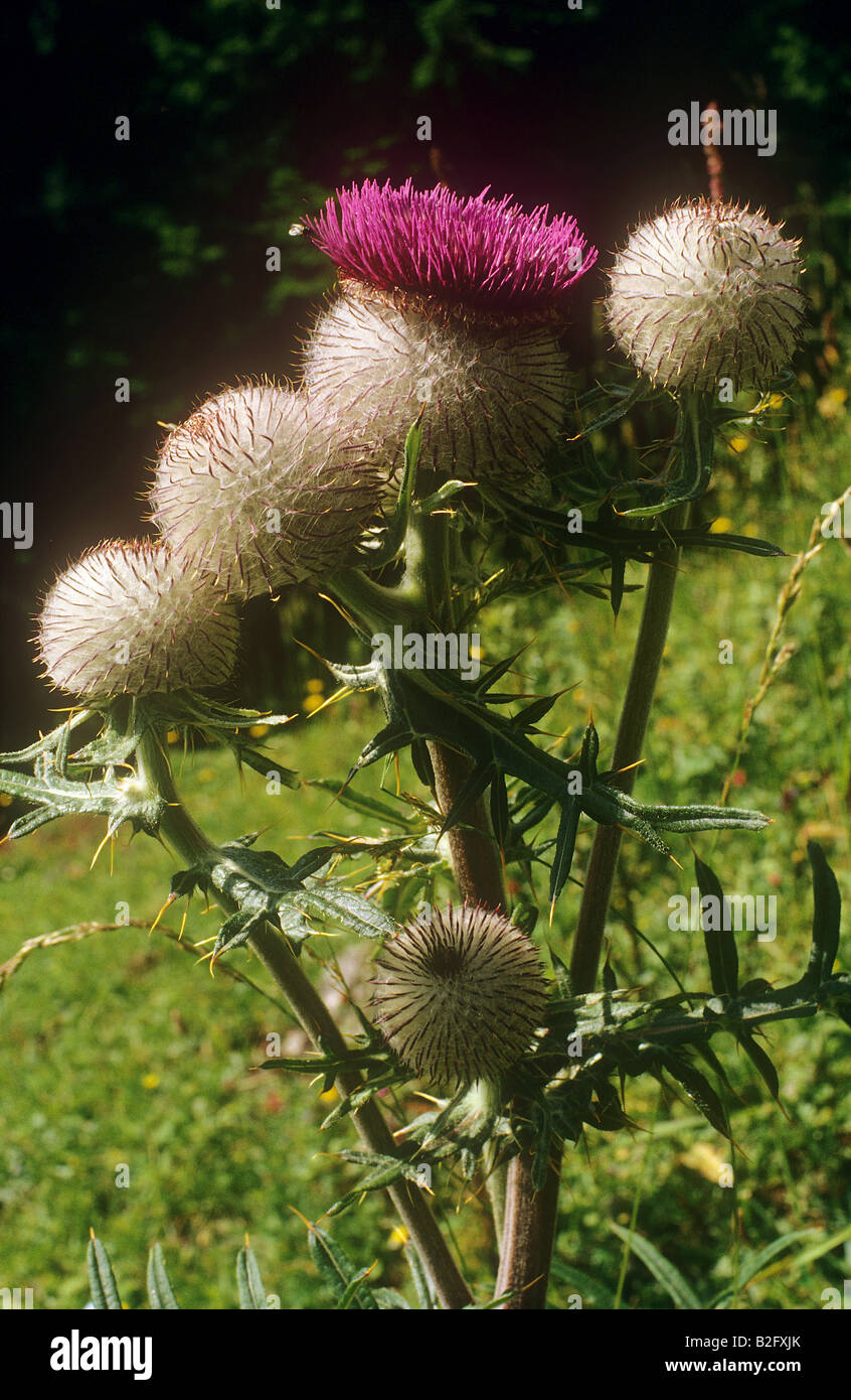 Spear Thistle / Cirsium vulgare Stock Photo - Alamy