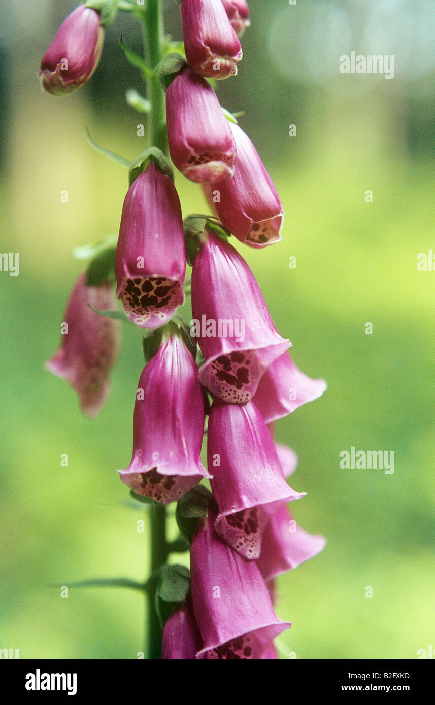 Common Foxglove / Digitalis purpurea Stock Photo - Alamy