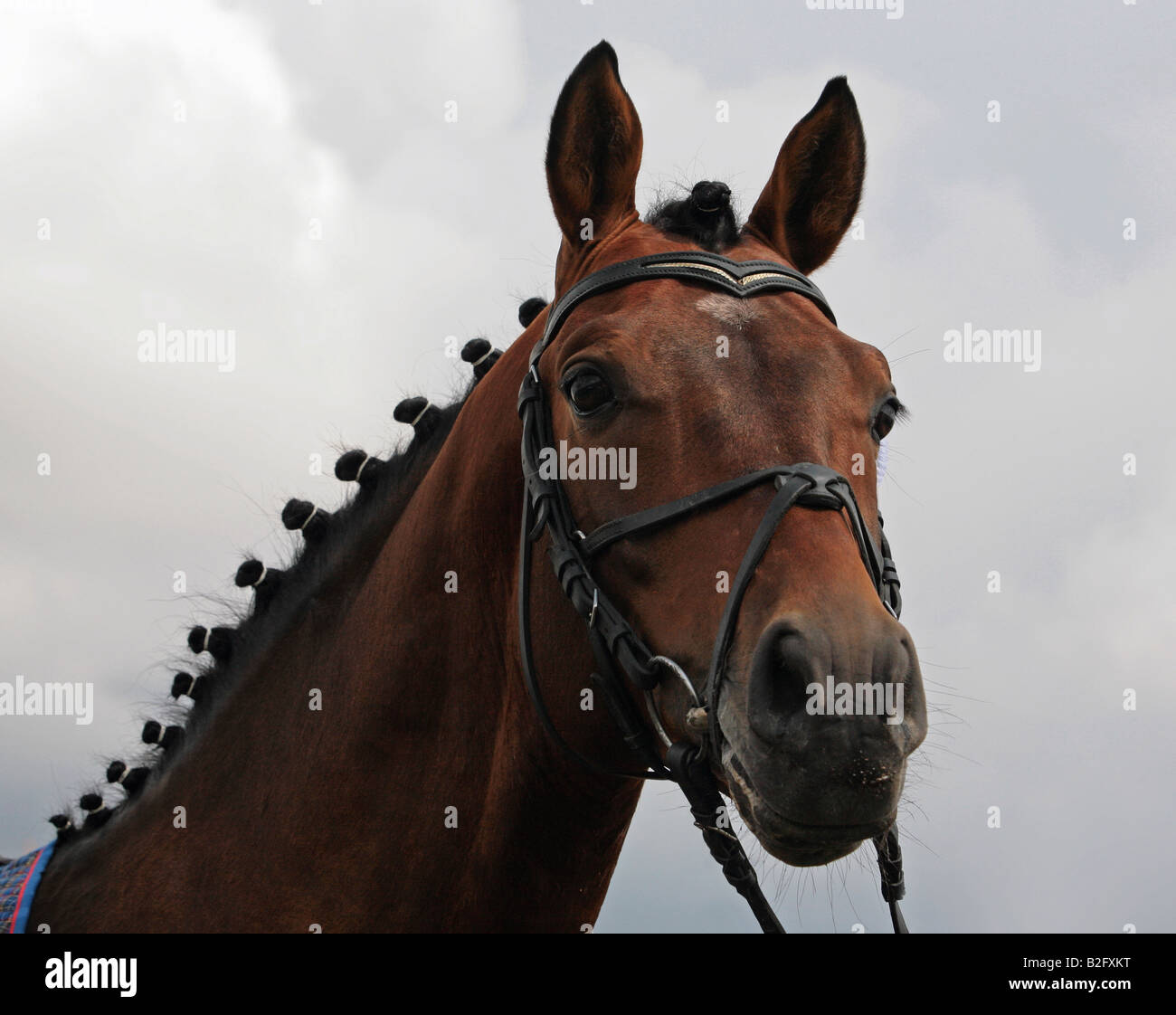 Cavallo foto hi-res stock photography and images - Alamy