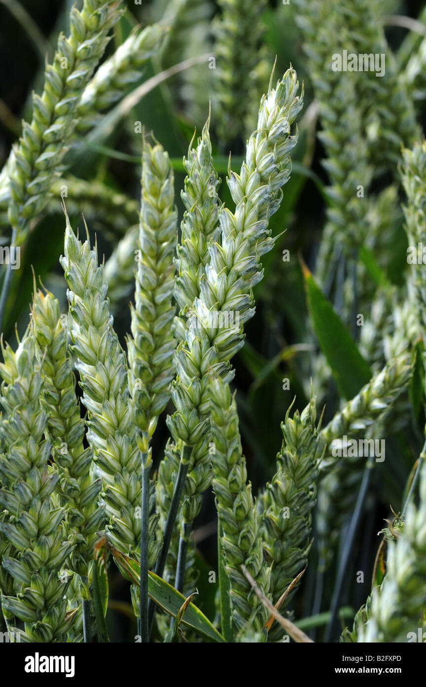 Crop field fauna hi-res stock photography and images - Alamy