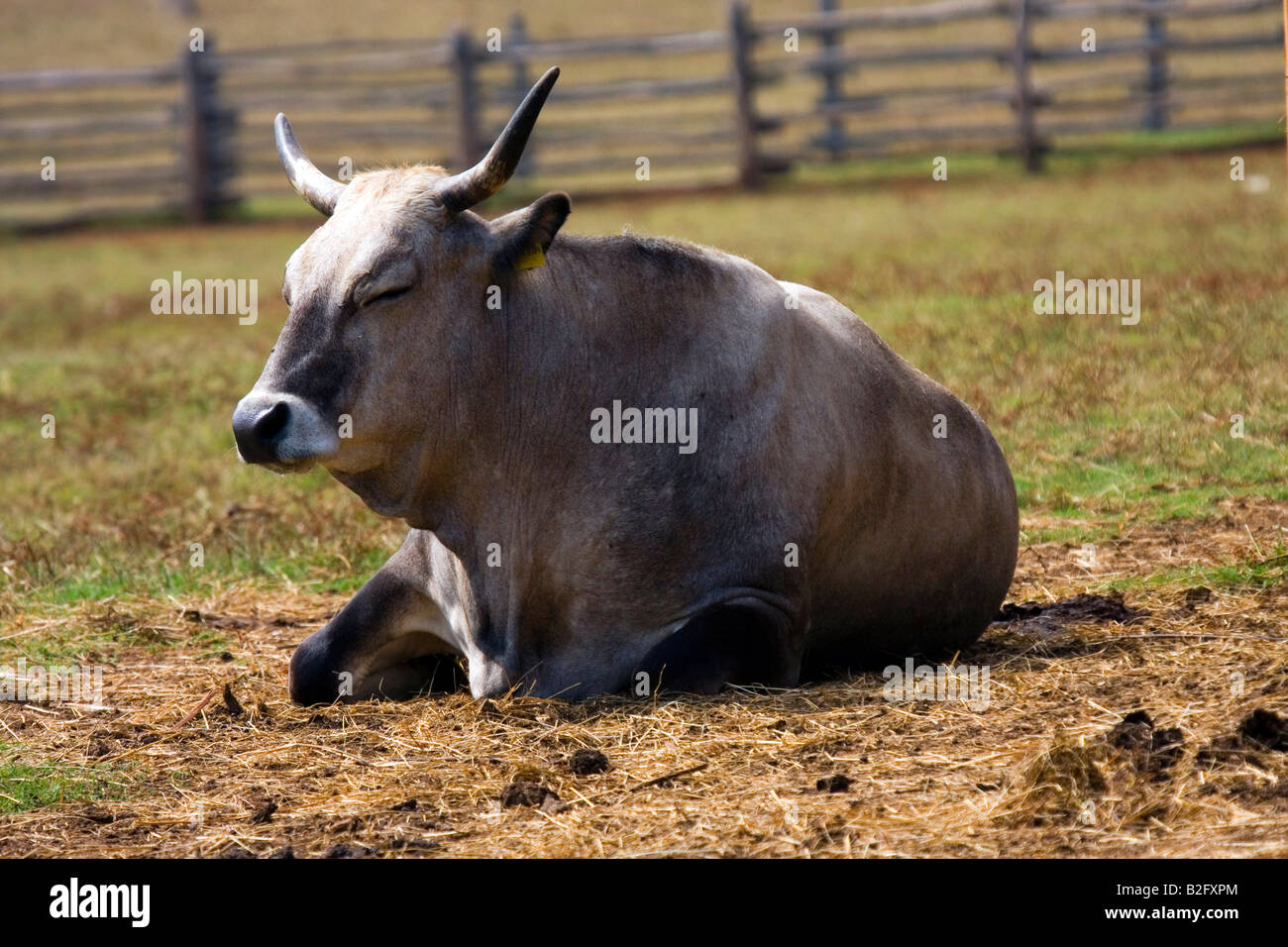 Buffalo lying on the ground Stock Photo - Alamy