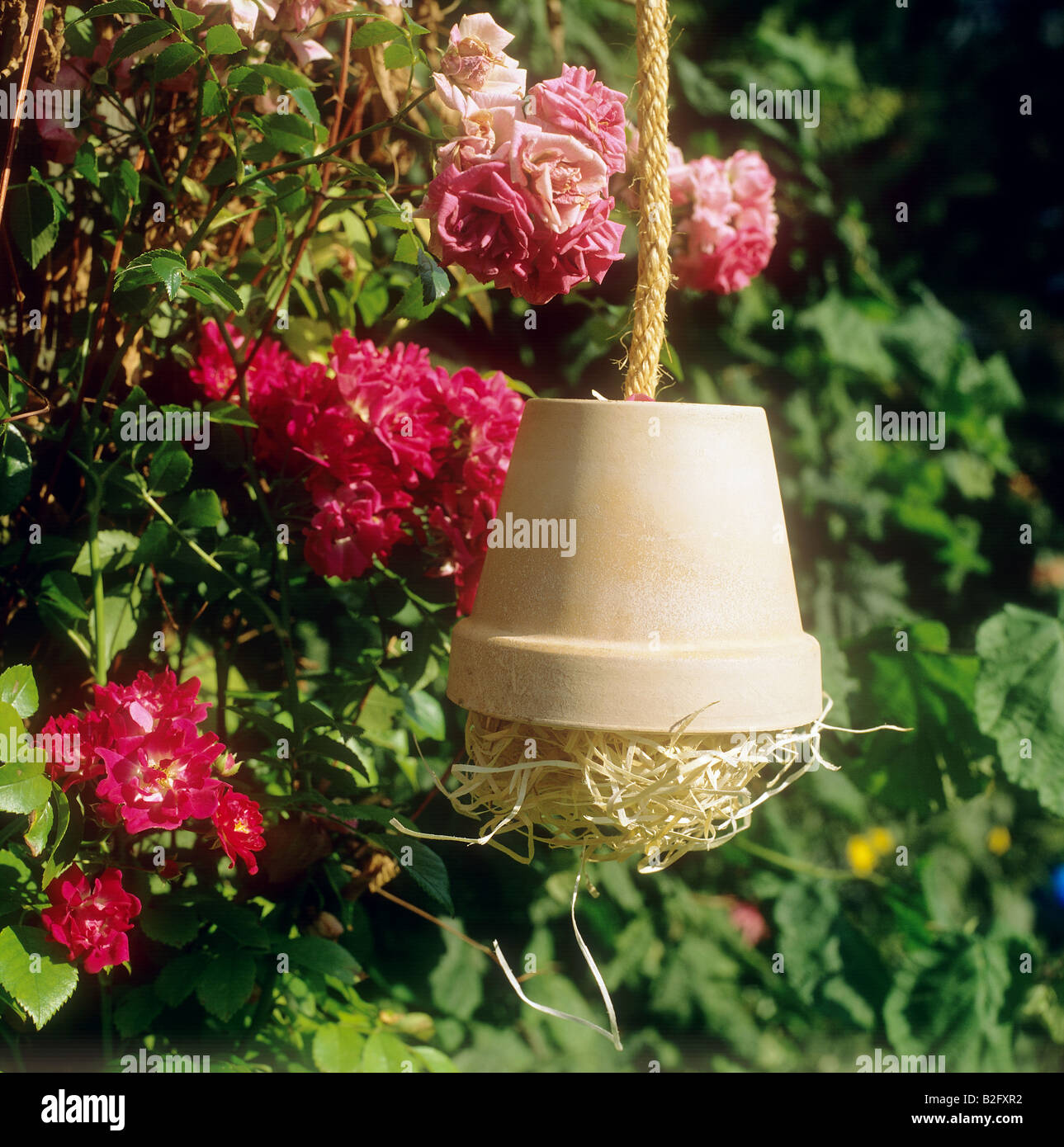 clay pot - breeding ground for earwigs Stock Photo - Alamy