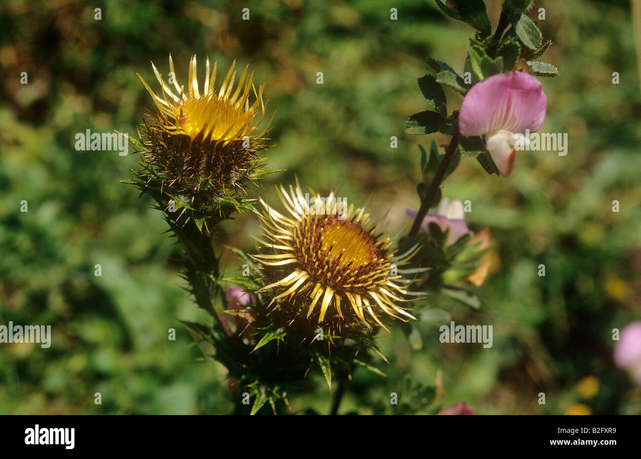 carline thistle / Carlina vulgaris Stock Photo - Alamy