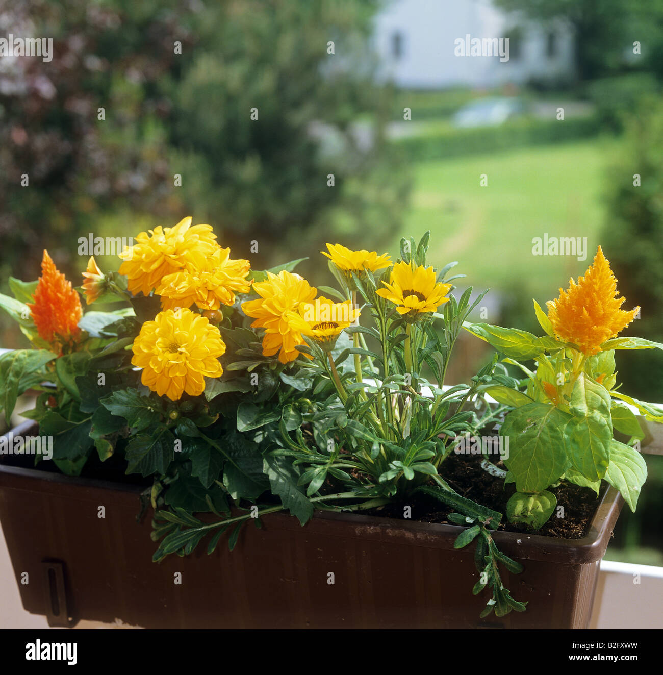 flower pot with different flowers Stock Photo - Alamy