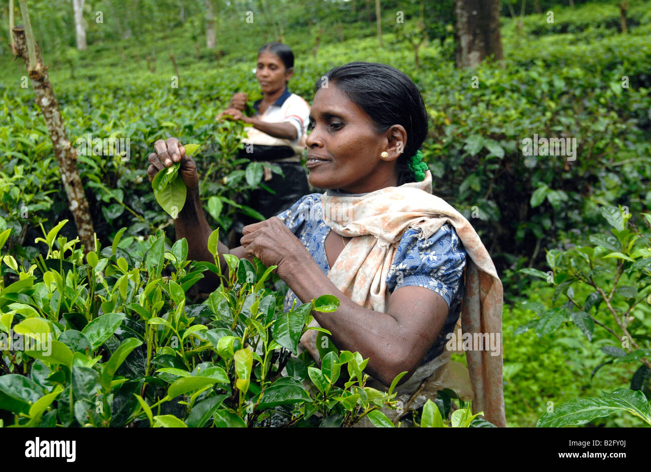 Tea being picked by women tea pickers on a tea plantation in southern ...