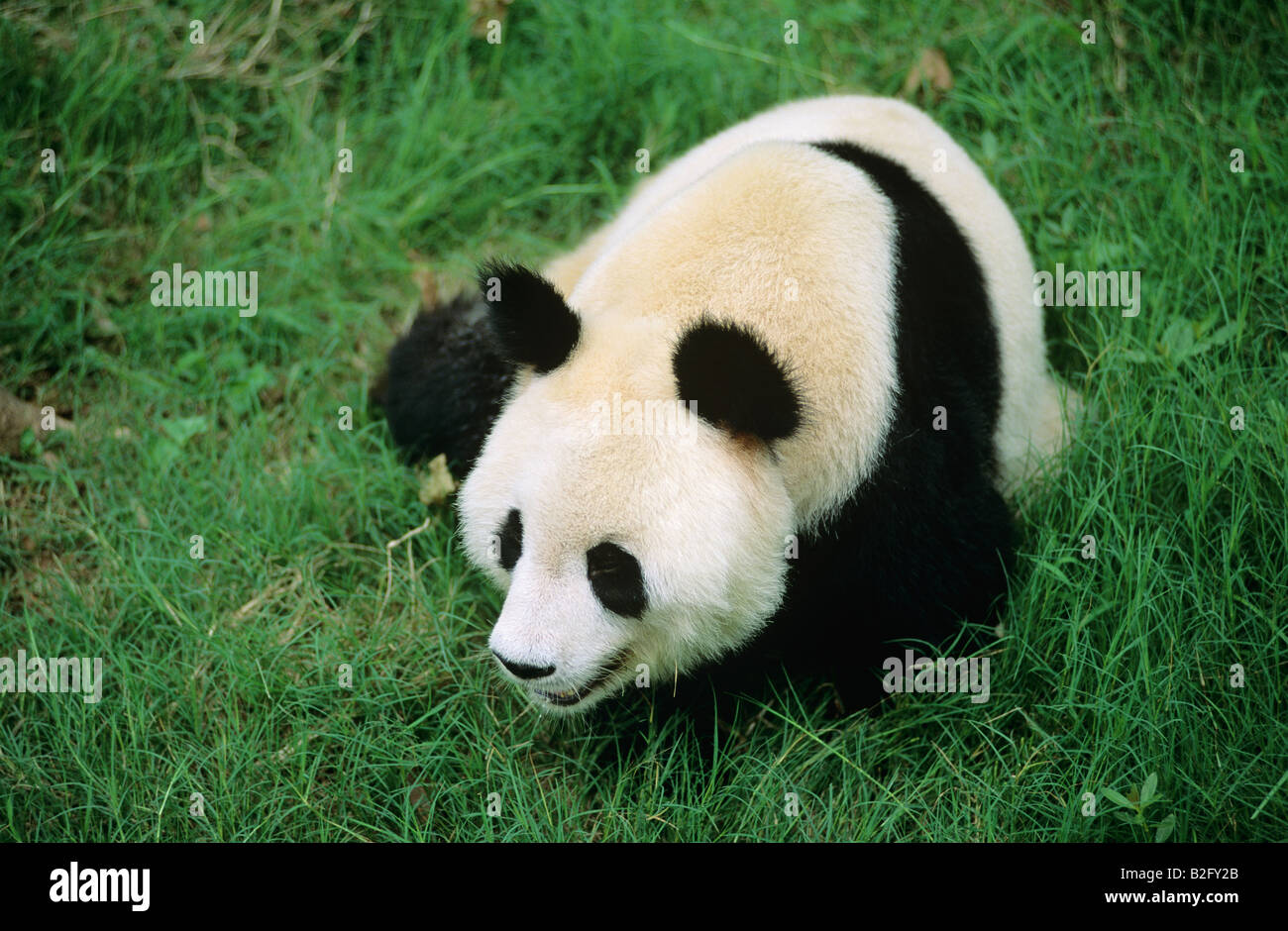 China bears hi-res stock photography and images - Alamy