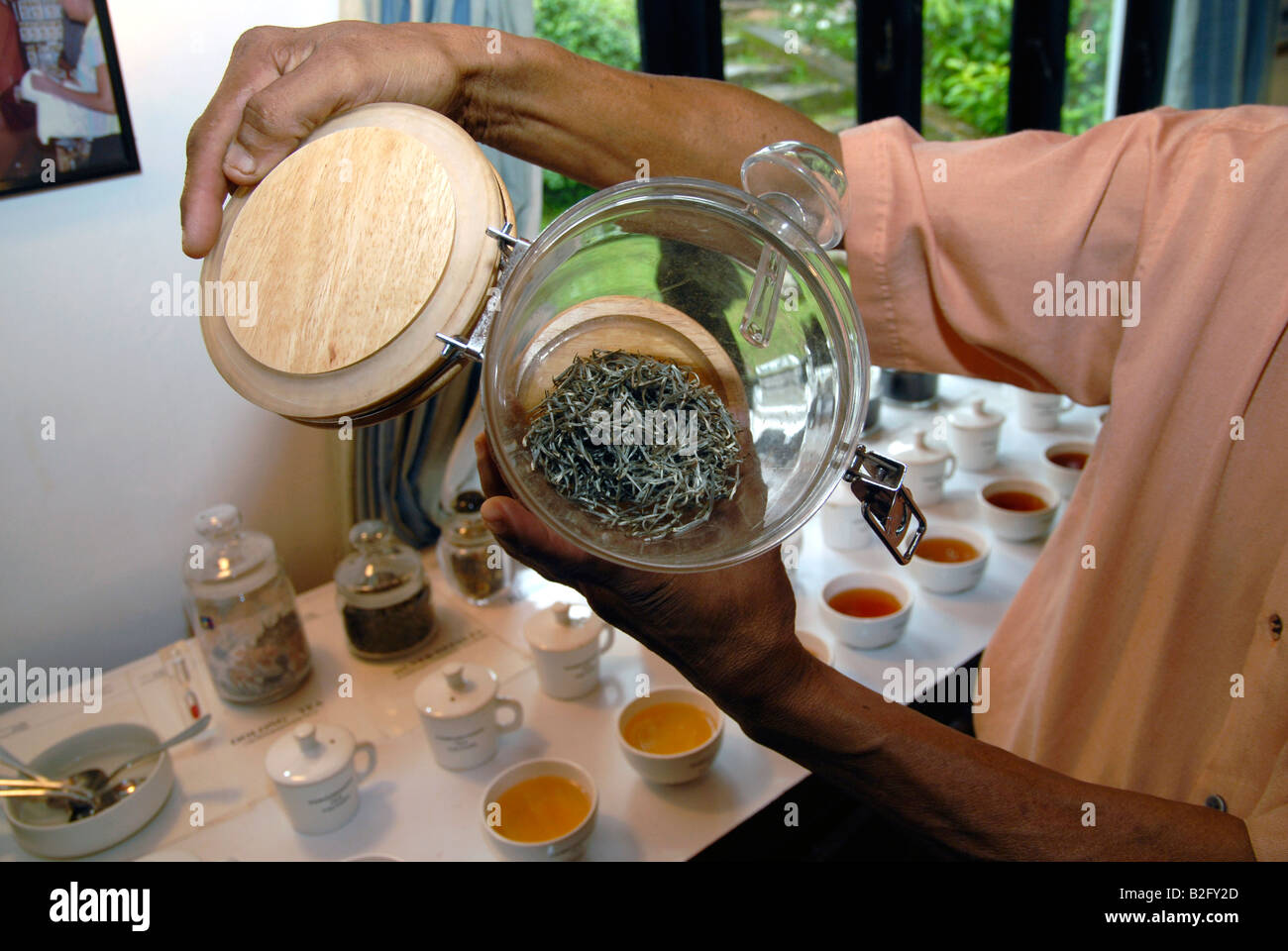 The leaves of the rare white tea displayed on a tea plantation in ...