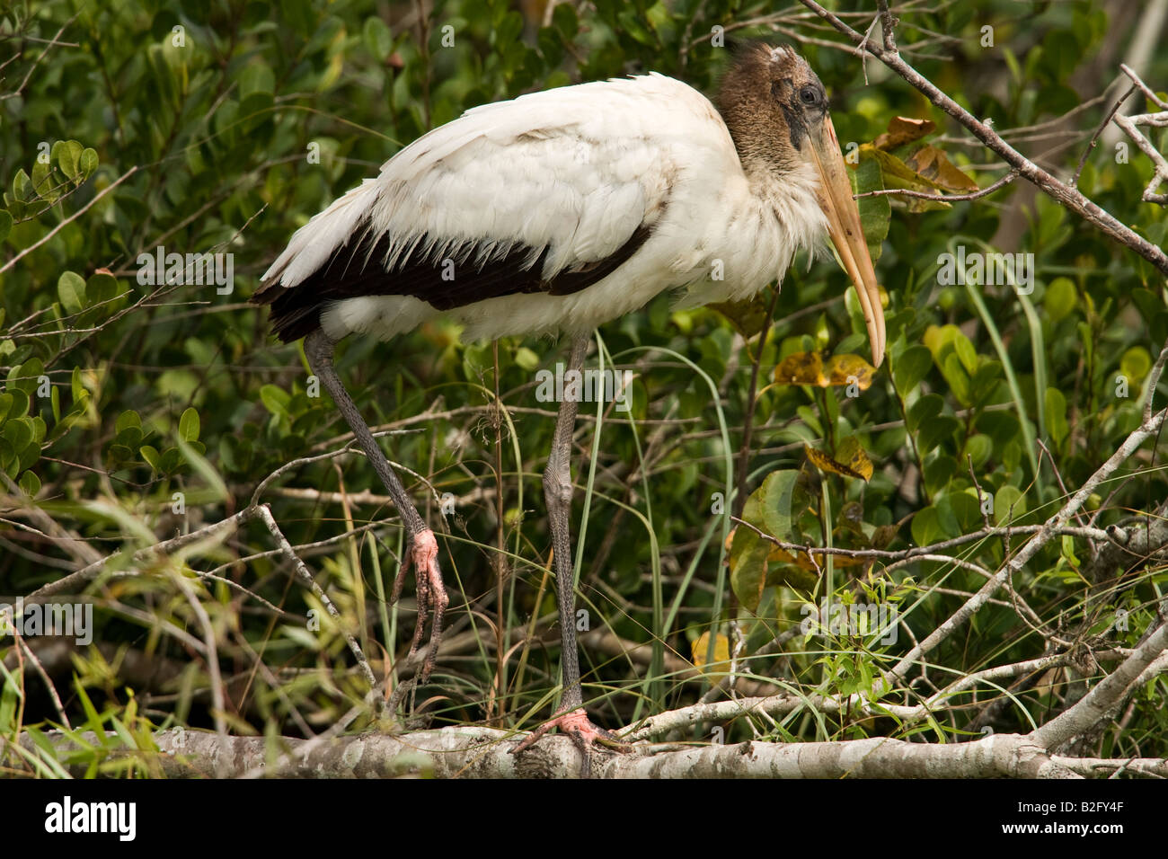 North american stork hi-res stock photography and images - Alamy