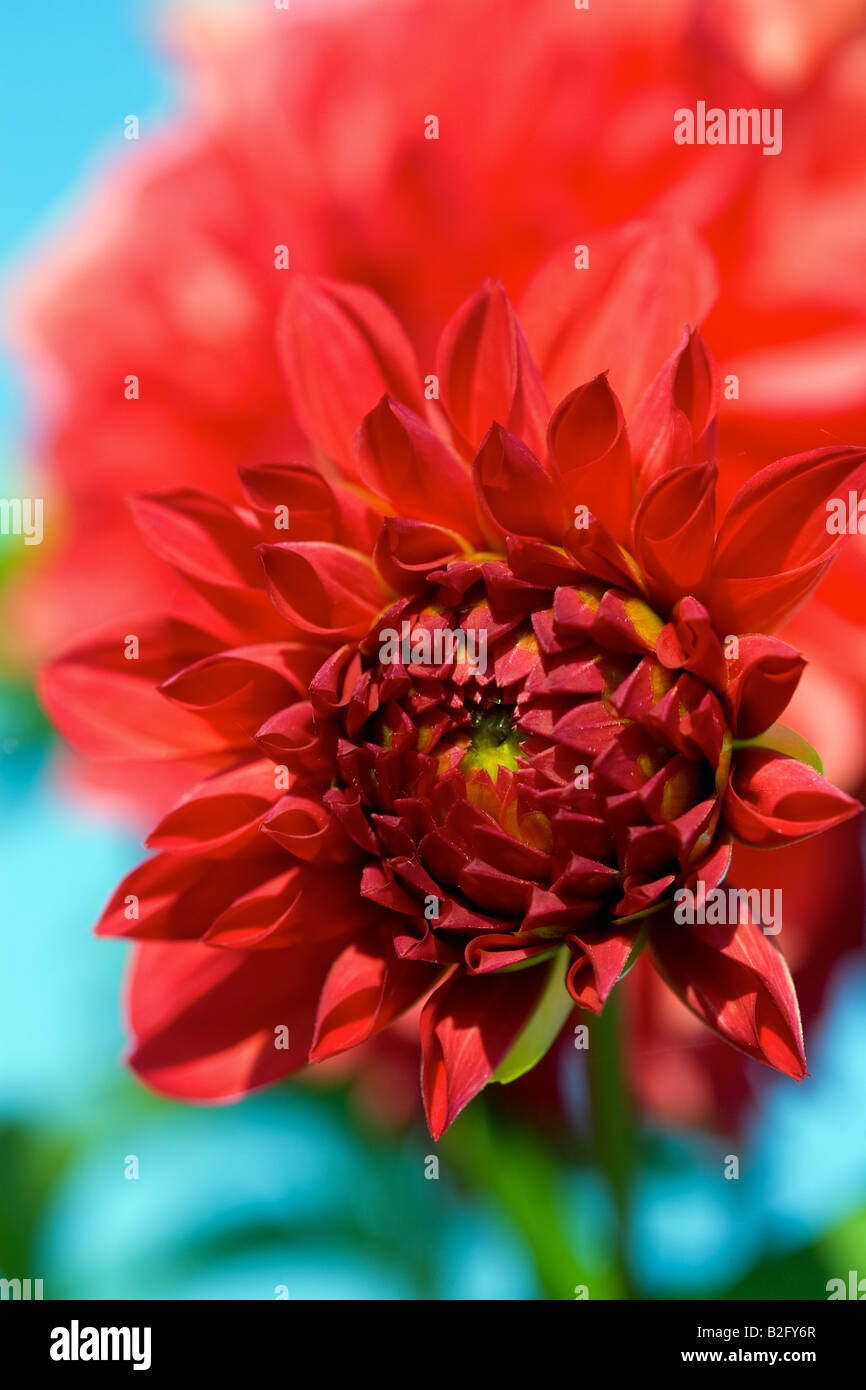 Bud of Dahlia georgina flower August 2007 Novosibirsk Stock Photo - Alamy