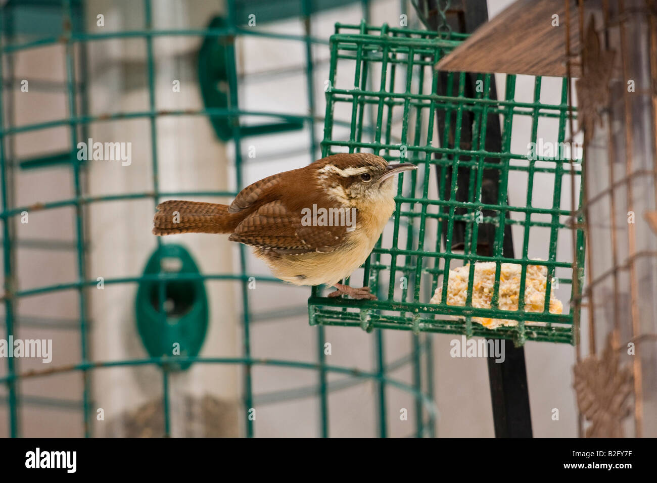 Carolina Wren (Thryothorus ludovicianus) feeding at a suet feeder Stock ...