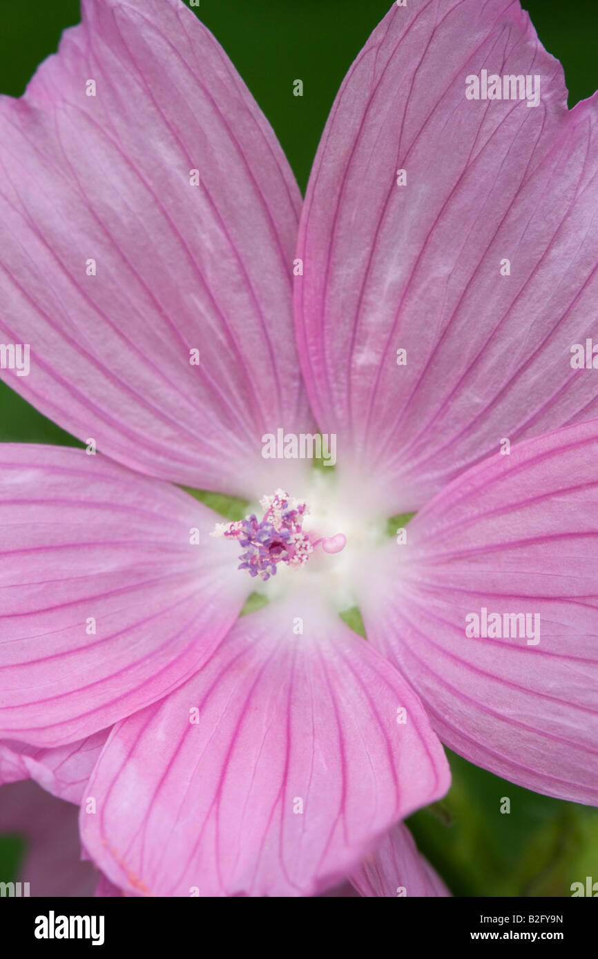 Musk Mallow Malva moschata close-up of a single flower Stock Photo - Alamy